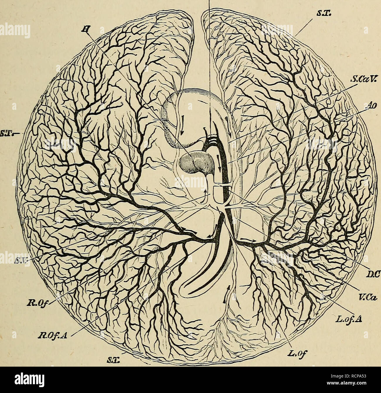 . The elements of embryology. Embryology; Embryology. VI.] THE VASCULAR ...