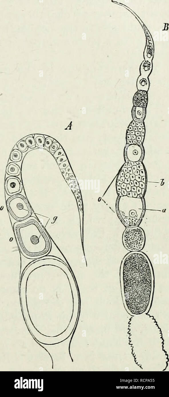 Cell differentiations hi-res stock photography and images - Alamy