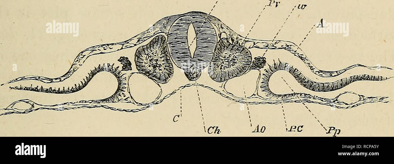 . The elements of embryology. Embryology; Embryology. III.] VEETEBEAL ...