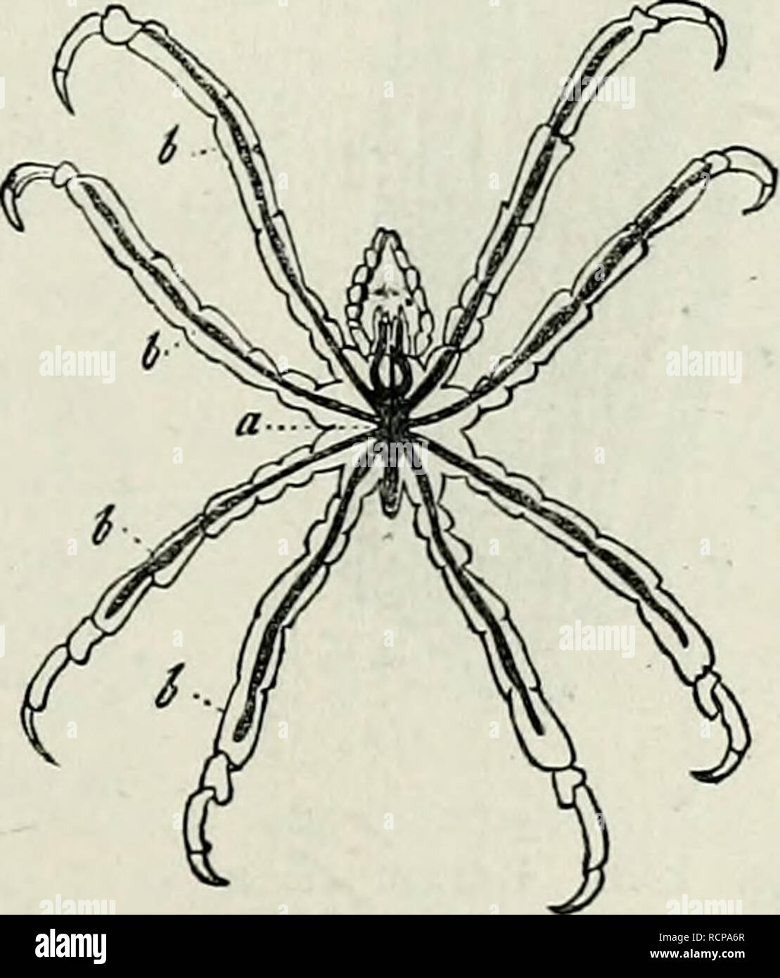 . Elements of Comparative Anatomy. § 209. Fig. 137. Digestive organs of ...