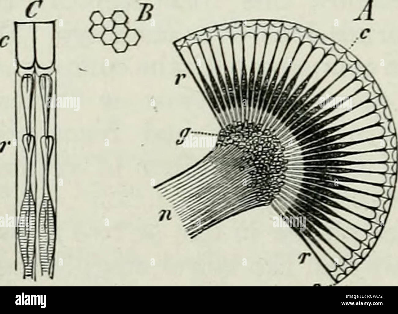 . Elements of Comparative Anatomy. 266 COlklPAEATIVE ANATOMY. an ...
