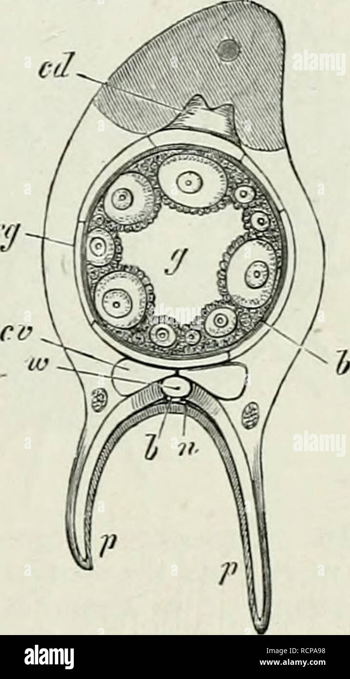 . Elements of Comparative Anatomy. Fig. 114. Generative organs of an ...