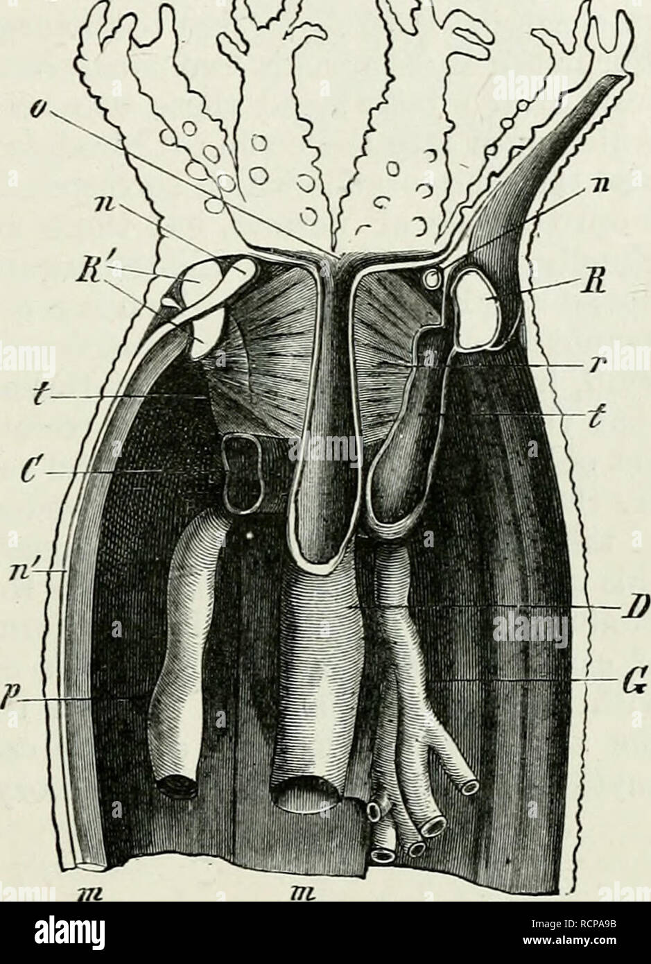 . Elements of Comparative Anatomy. WATEE-VESSELS OF ECHINODEEMA, 223 ...