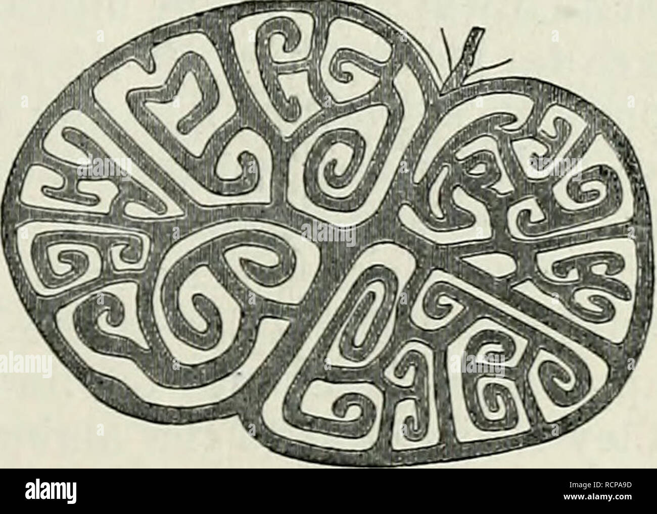 . Elements of Comparative Anatomy. WATEE-VESSELS OF ECHINODEEMA. 221 ...