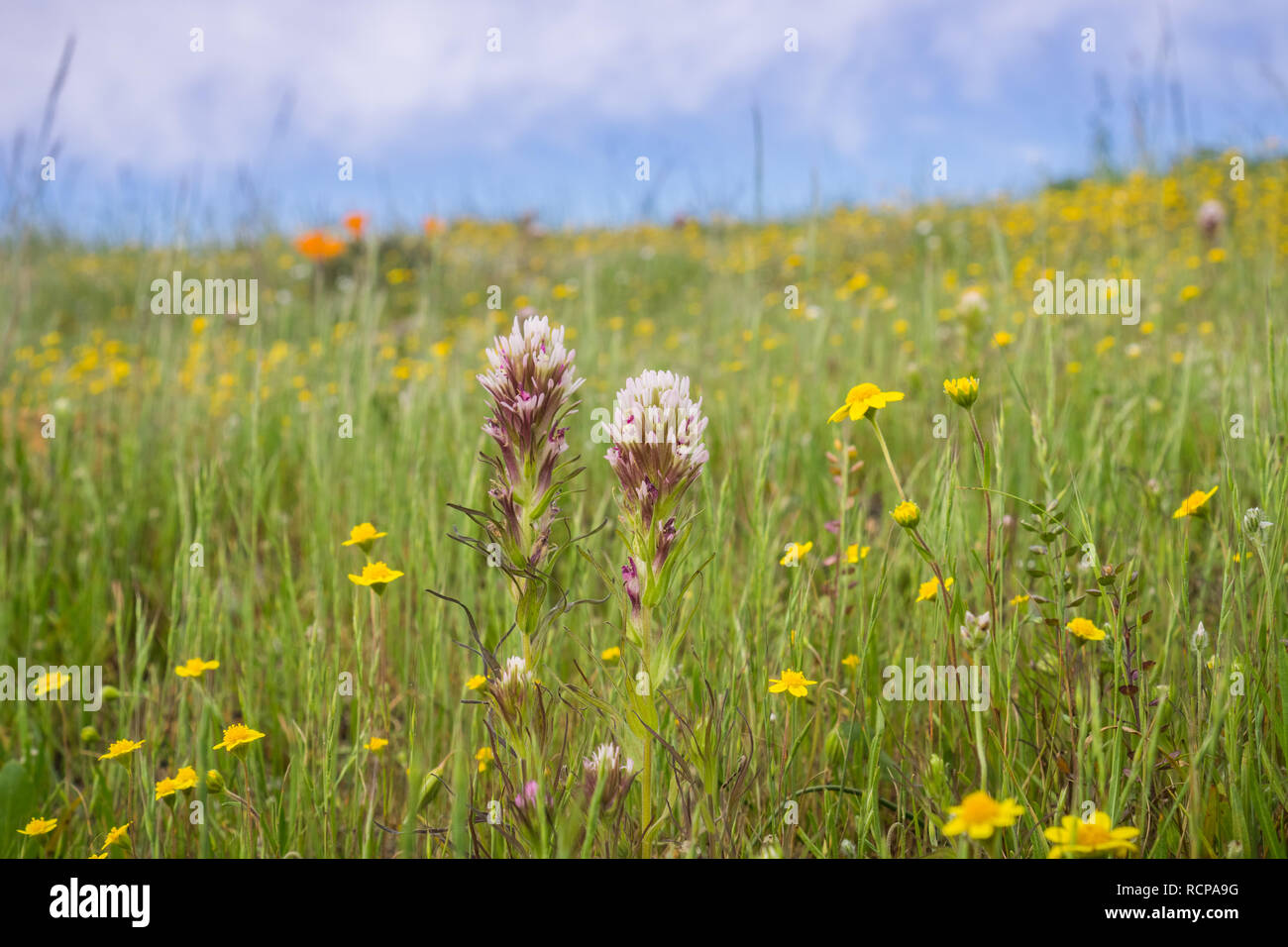 Owl's clover (Castilleja exserta) blooming on a field, California Stock ...