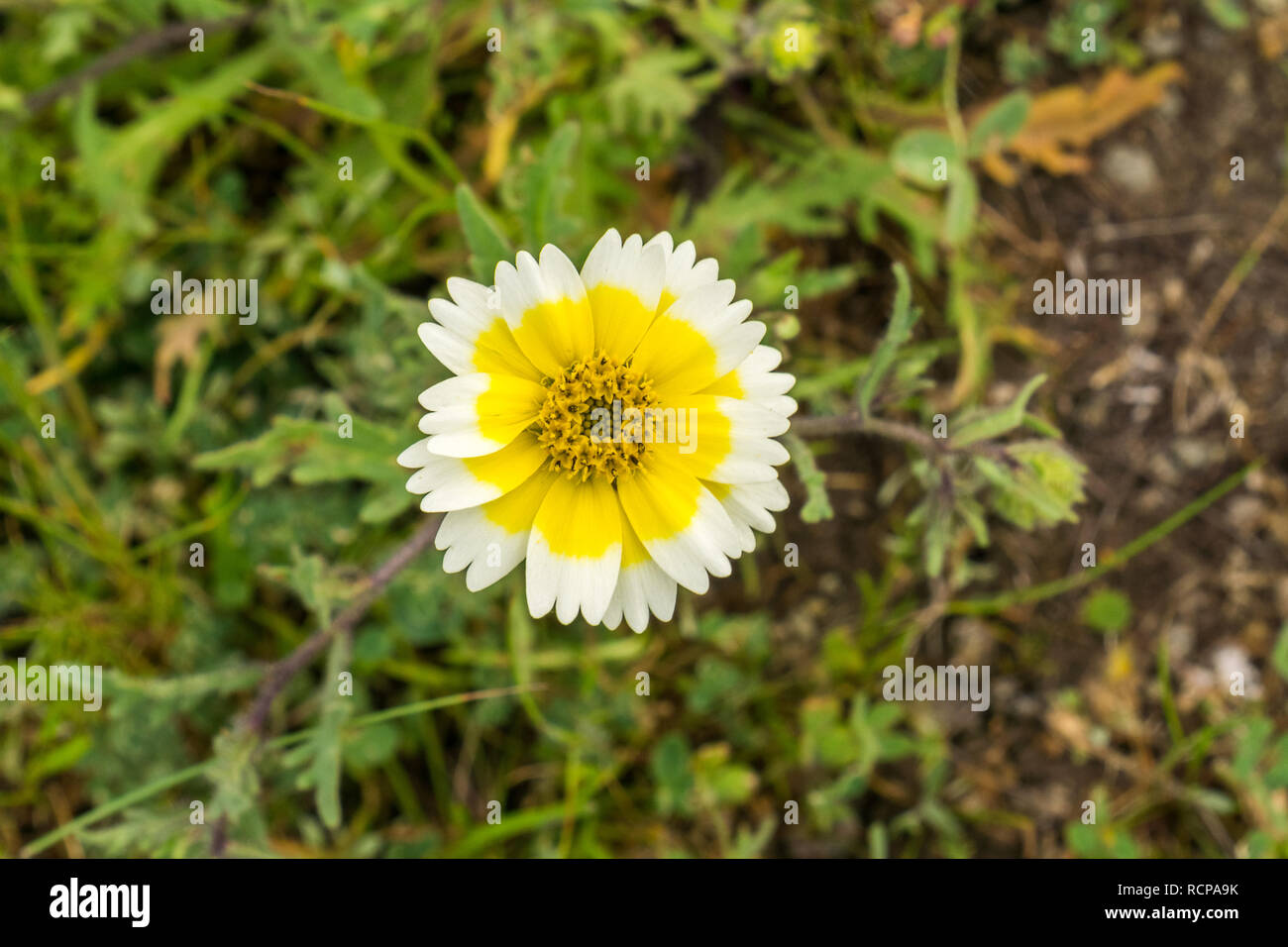 Close up of Layia platyglossa wildflowers, commonly called coastal ...