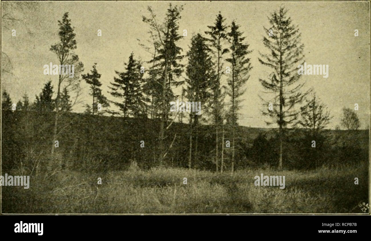 Durre wald hi-res stock photography and images - Alamy