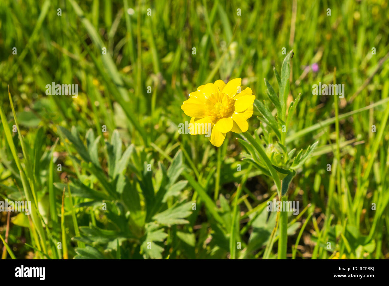 Plant ranunculus californicus hi-res stock photography and images - Alamy