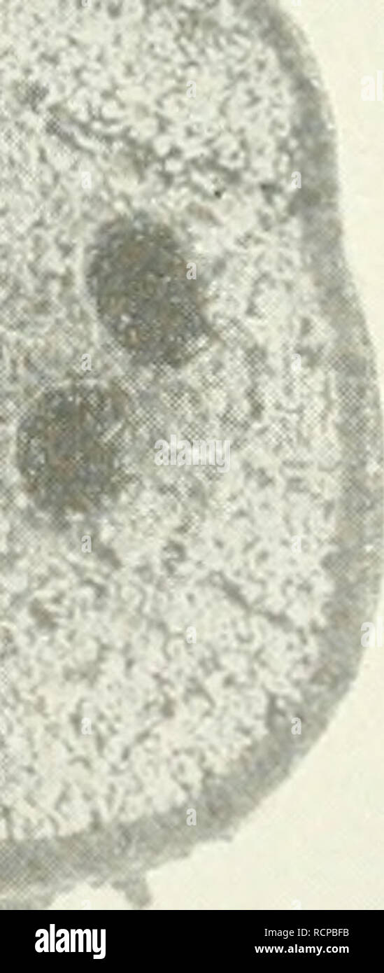 Erlenstamm hi-res stock photography and images - Alamy