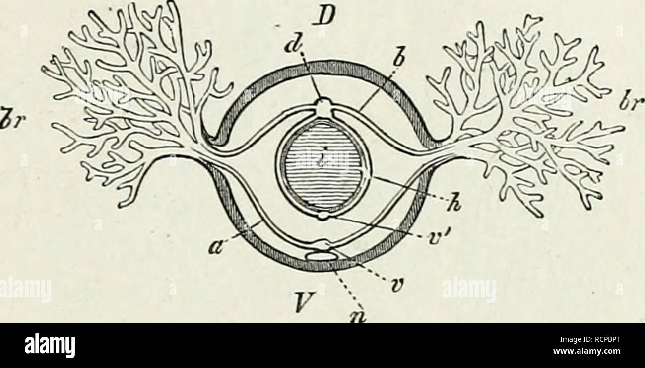 Arenicola Anatomy