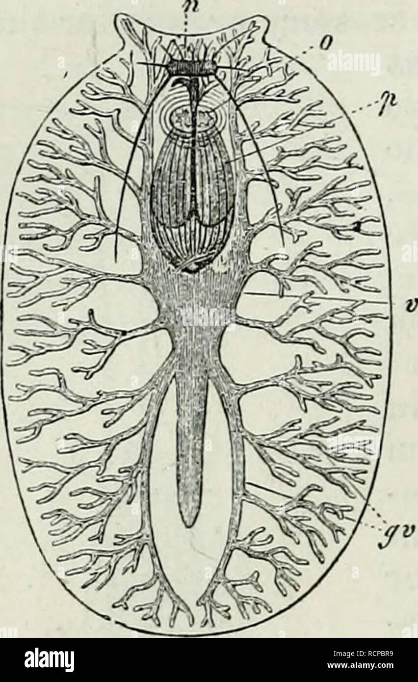 . Elements of Comparative Anatomy. 158 COMPAEATIVE ANATOMY.. the edge ...