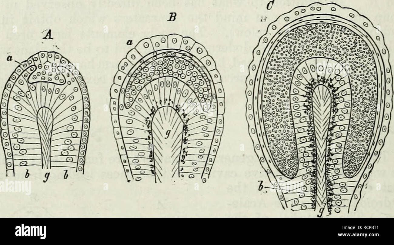 Ovarian function hi-res stock photography and images - Alamy