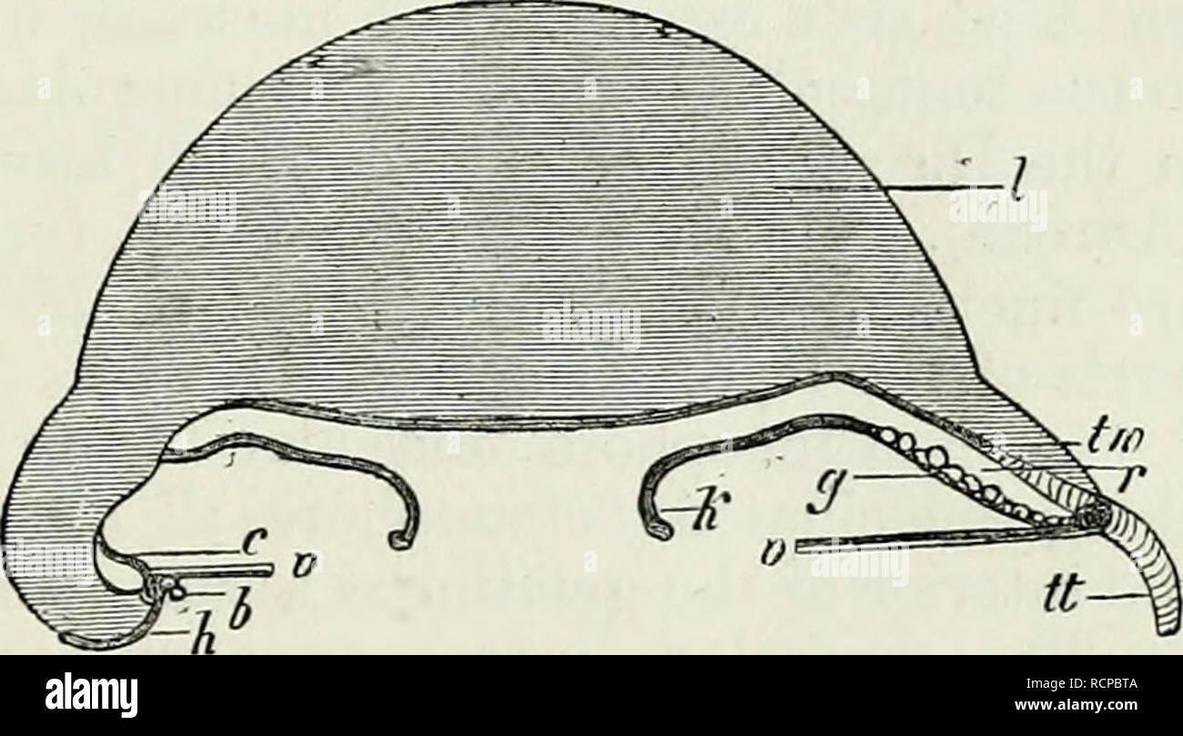 . Elements of Comparative Anatomy. SKELETON OF CCELENTEEATA, 107 ...
