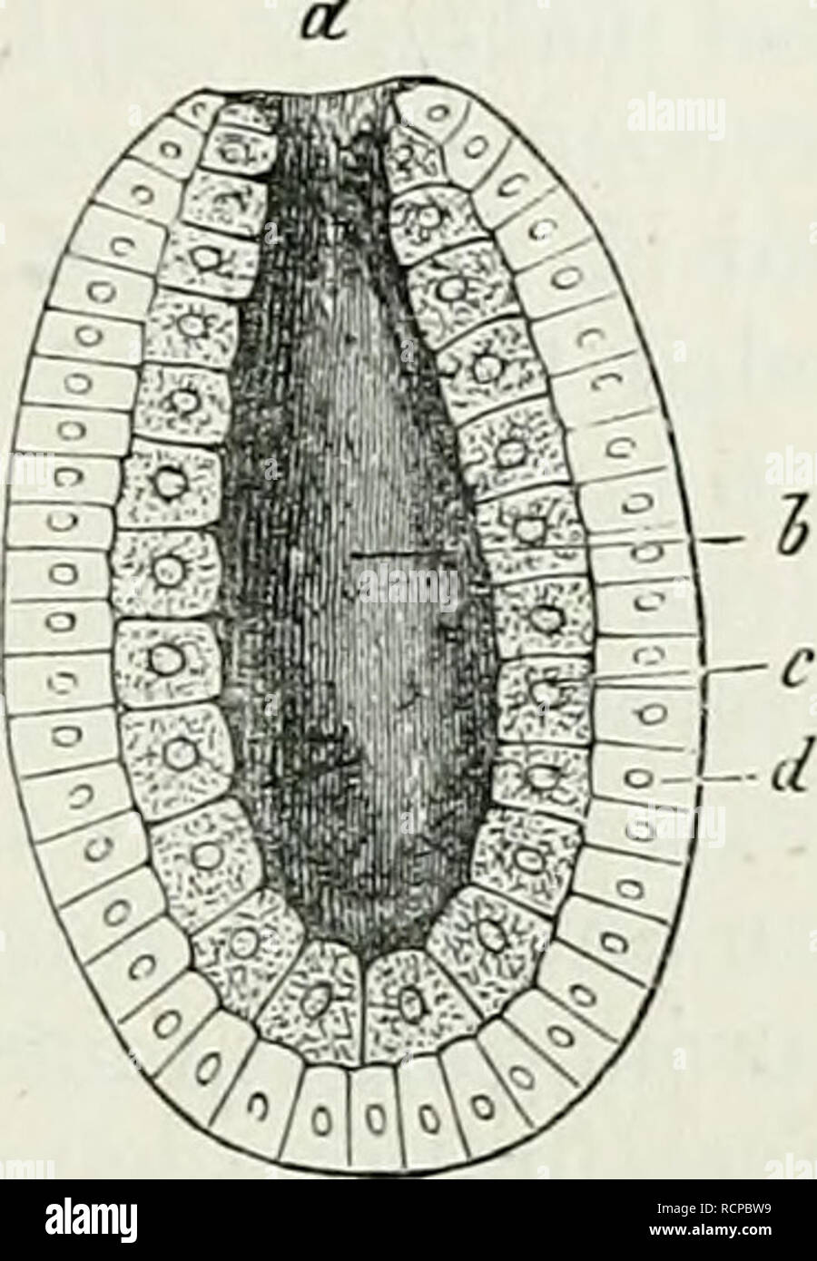 Elements Of Comparative Anatomy The Organs 35 Ongj Or Endoderm Whicli Surrounds A