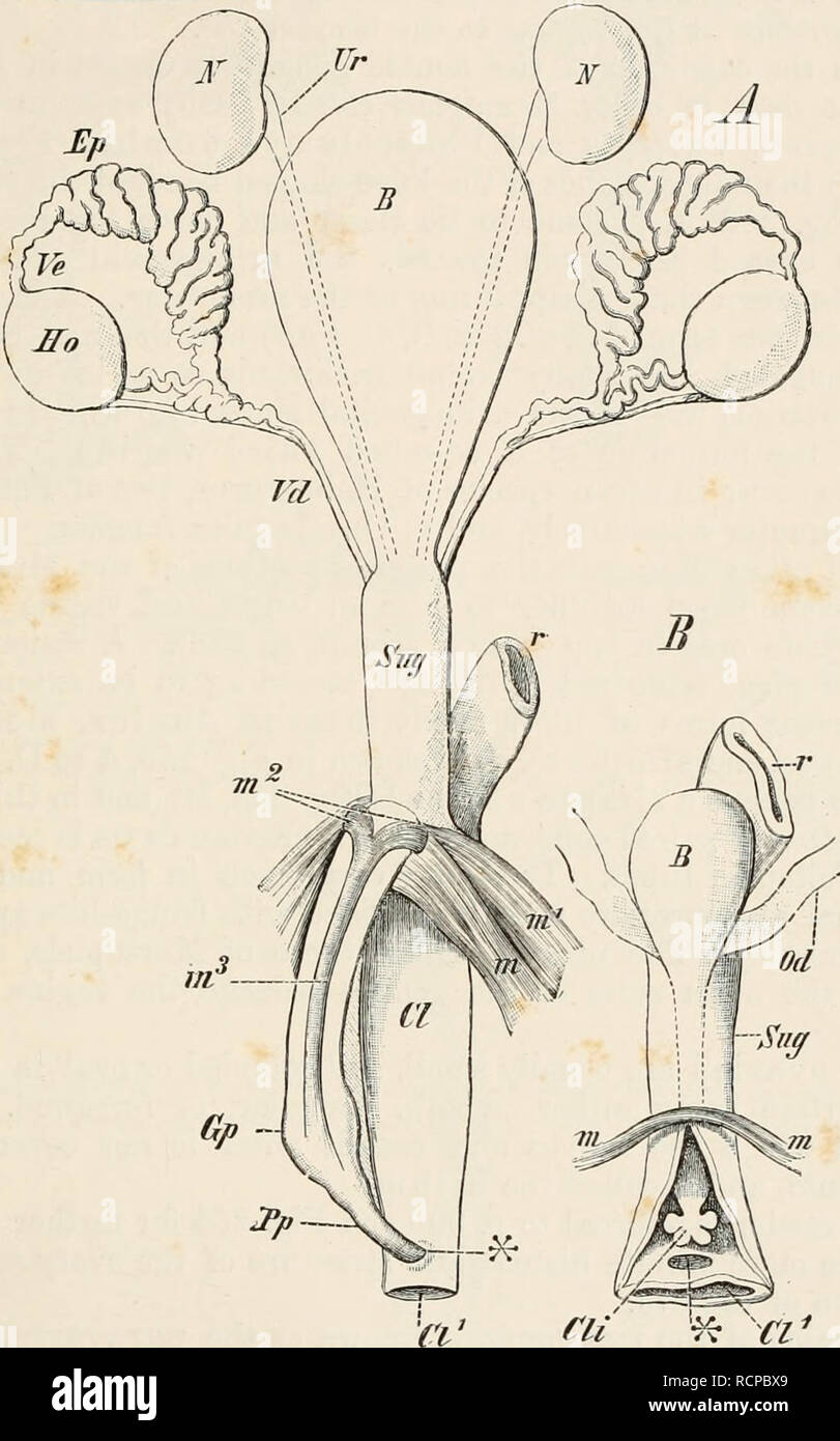 . Elements of the comparative anatomy of vertebrates. Anatomy ...