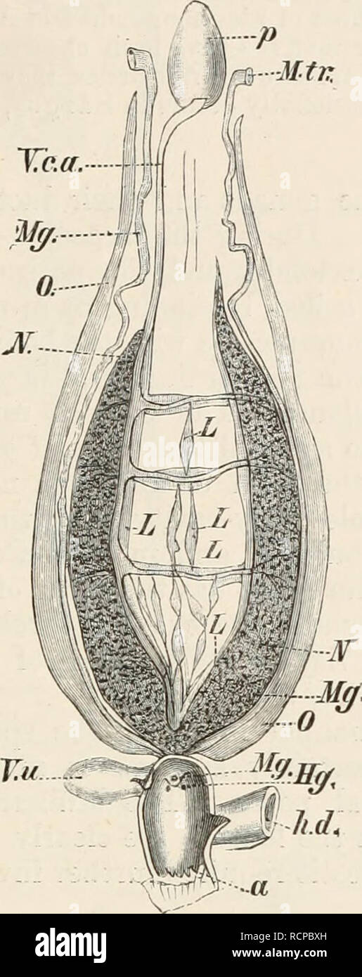 . Elements of the comparative anatomy of vertebrates. Anatomy ...