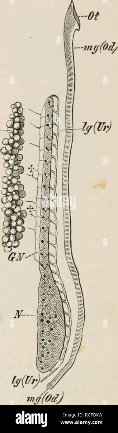 Urinary system in male anatomy hi-res stock photography and images - Alamy