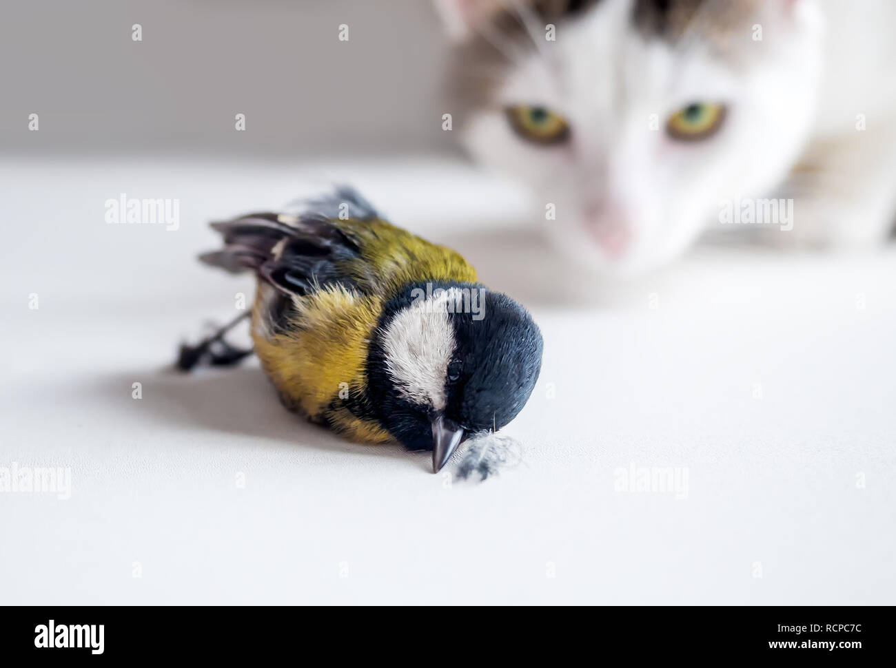 Domestic cat caught a bird. Lucky hunter playing with his victim ...