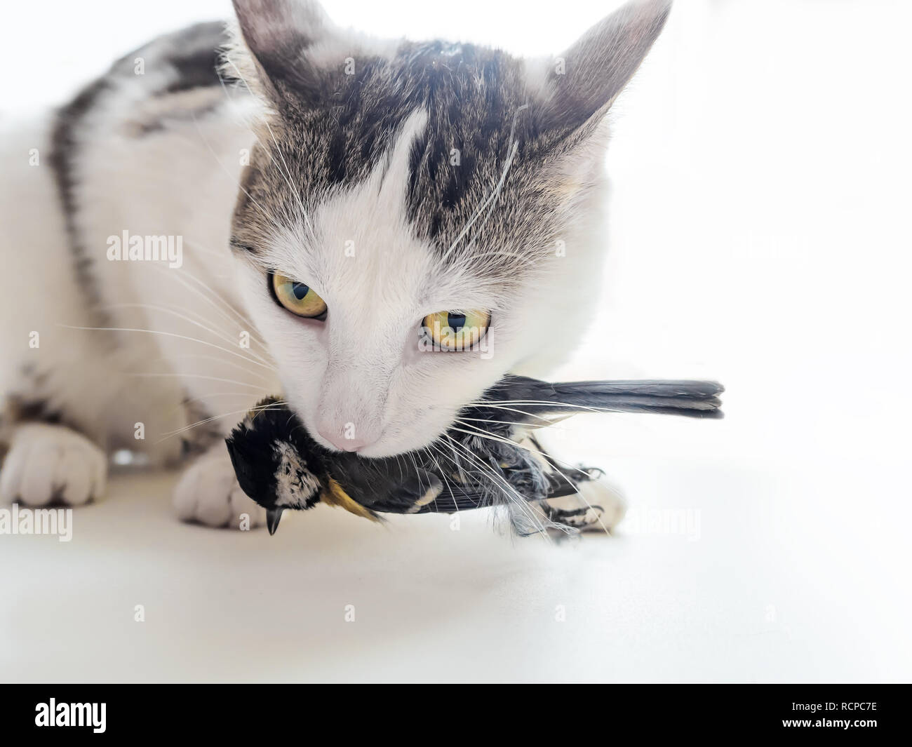 Domestic cat caught a bird. Lucky hunter playing with his victim. Cat ...