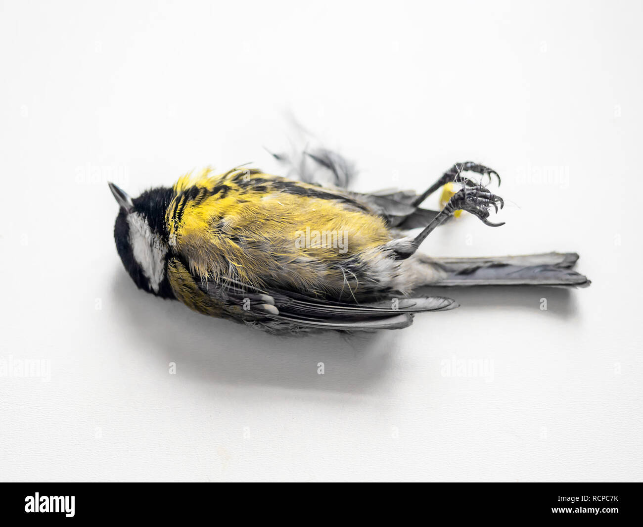 Dead Bird Great Tit. Dead bird cat sacrifice lying paws up on a white ...