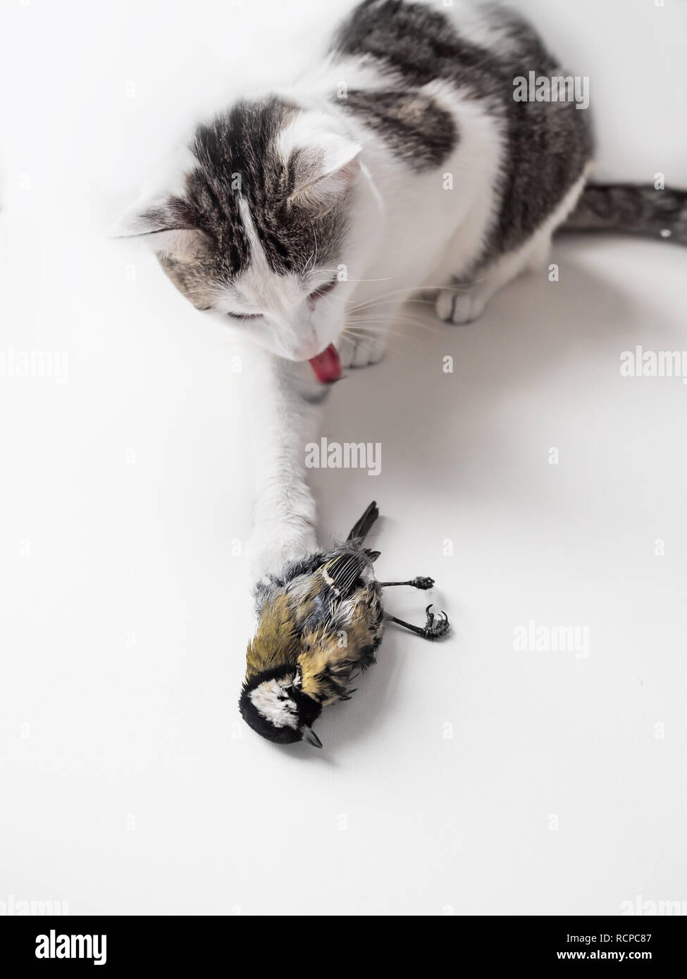 Domestic cat caught a bird. Lucky hunter playing with his victim ...