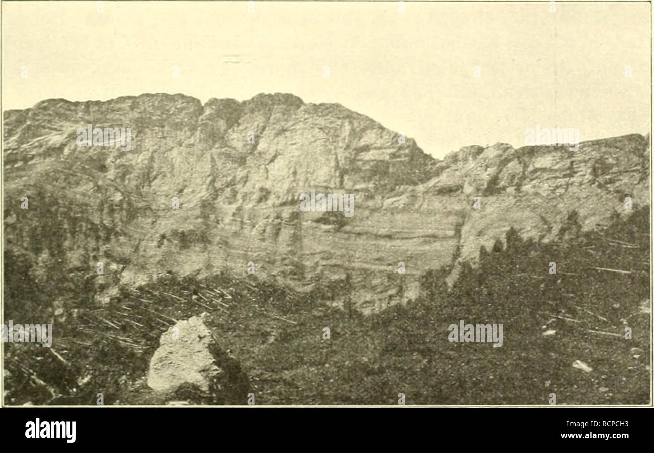 . Die Arve in der Schweiz : ein Beitrag zur Waldgeschichte und ...