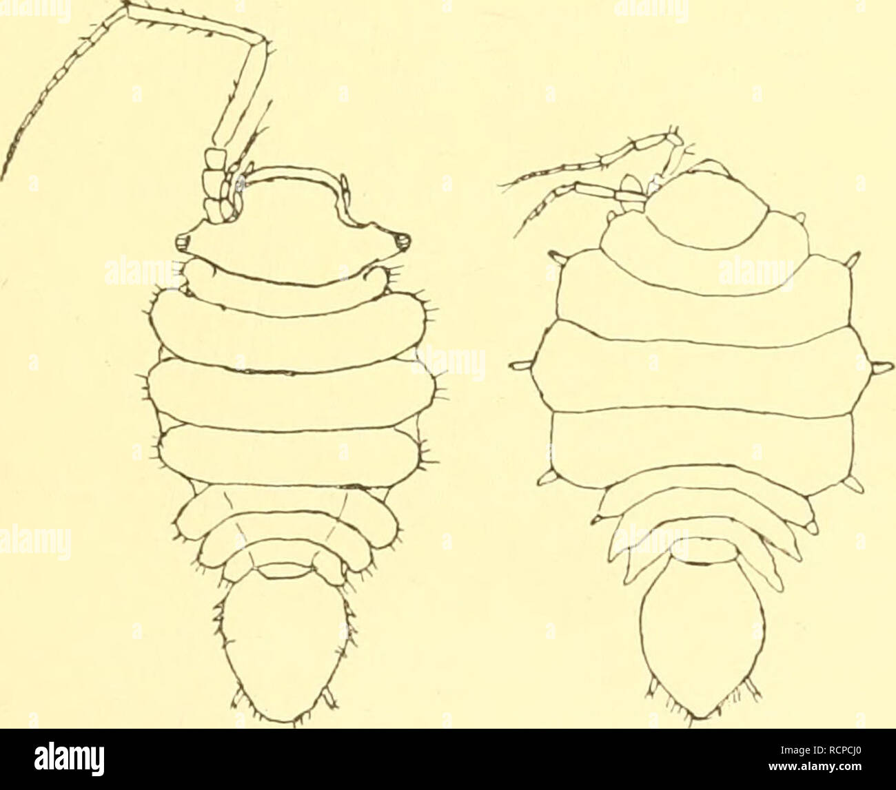 Munnidae hi-res stock photography and images - Alamy