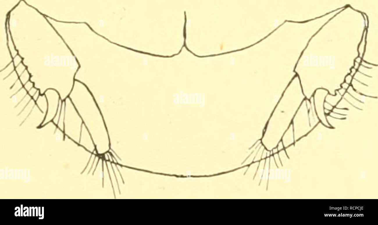 Lignorum hi-res stock photography and images - Alamy