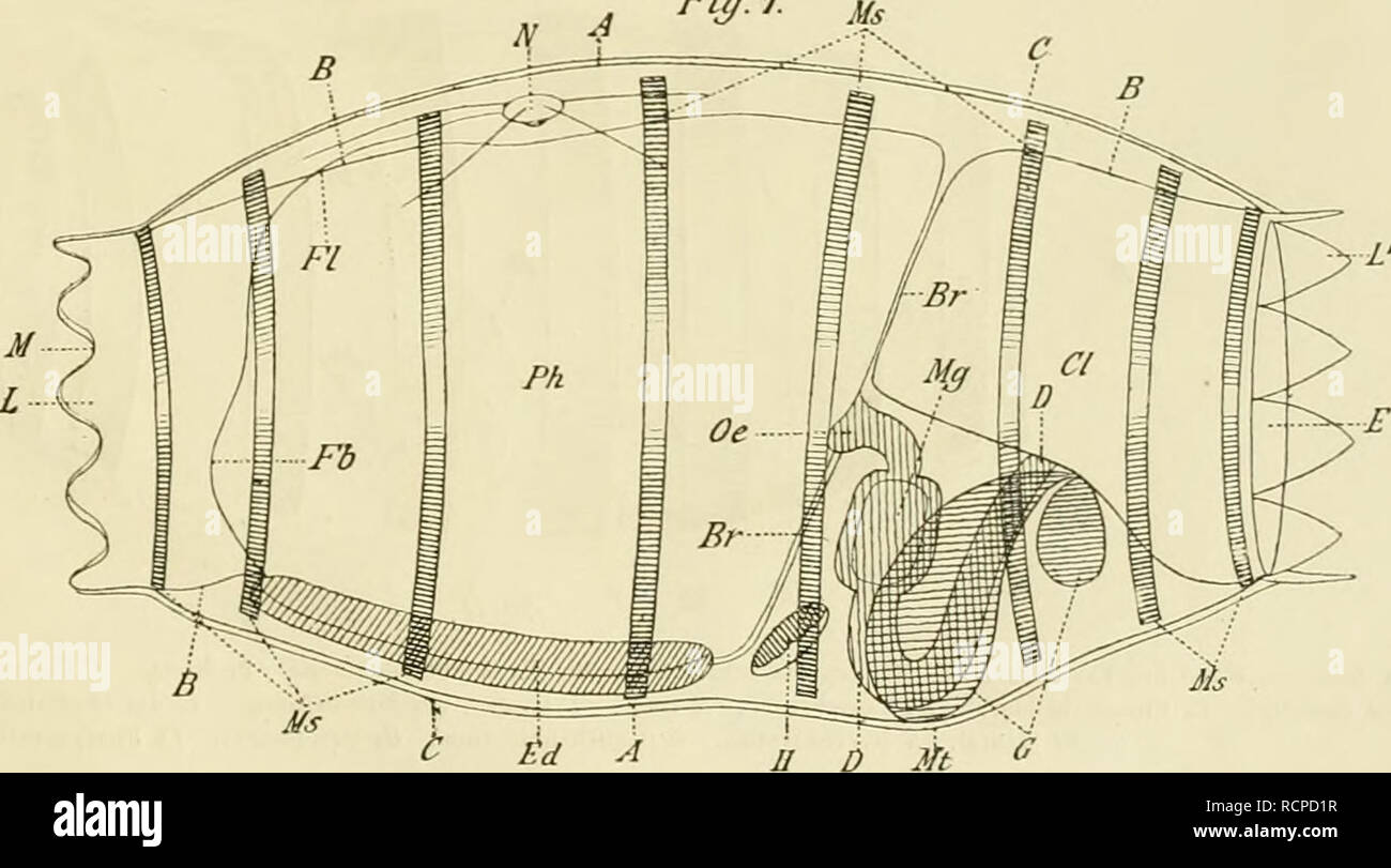 . Die arten der gattung Doliolum im golfe von Neapel und den ...