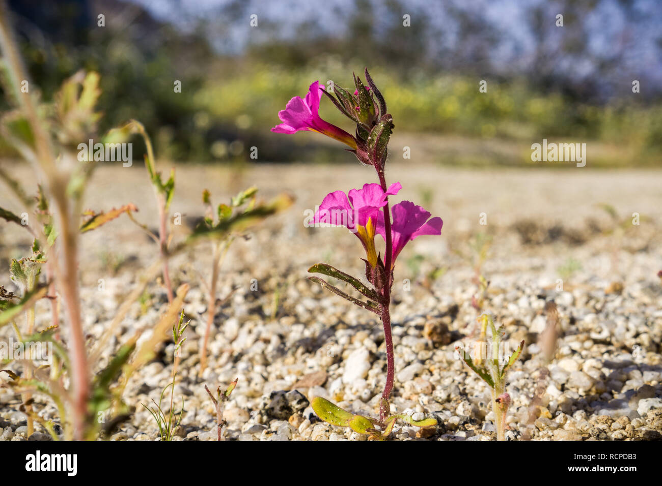 Ornamental mat hi-res stock photography and images - Alamy