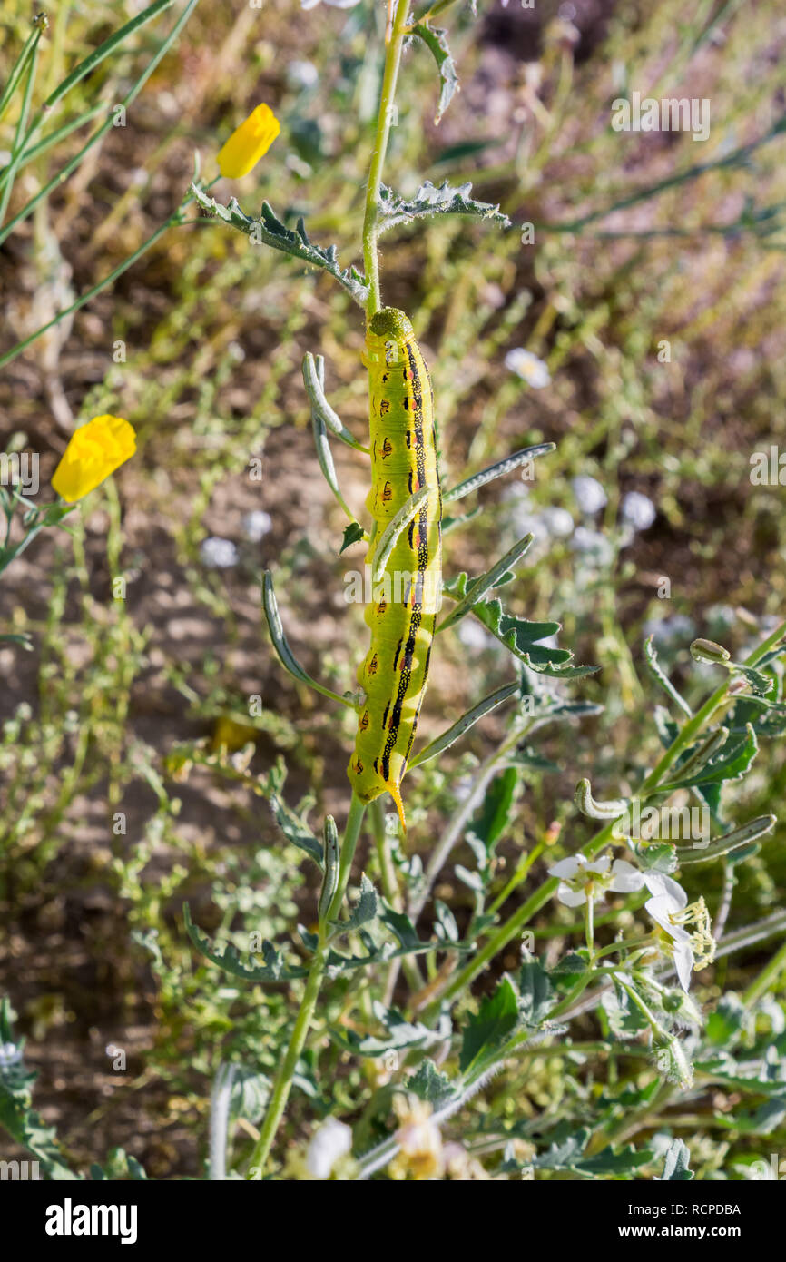 White-lined Sphinx moth (Hyles lineata) caterpillars feeding, Anza ...