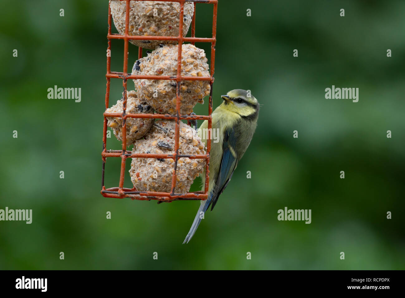 Blue Tit. Cyanistes caeruleus. Single bird on hanging suet feeder ...