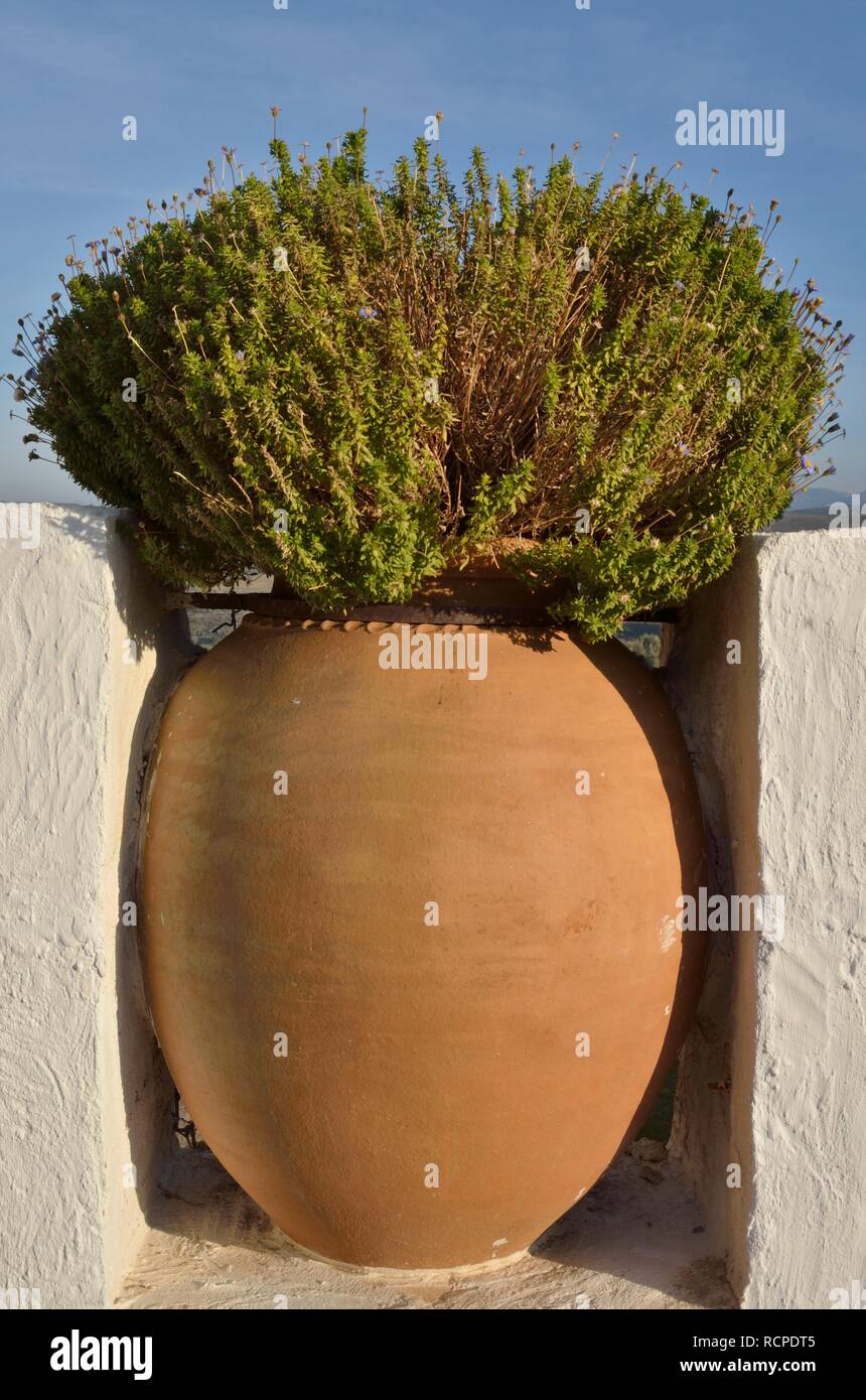 Green plant on big clay pot at village of Granada, Andalusia, Spain ...