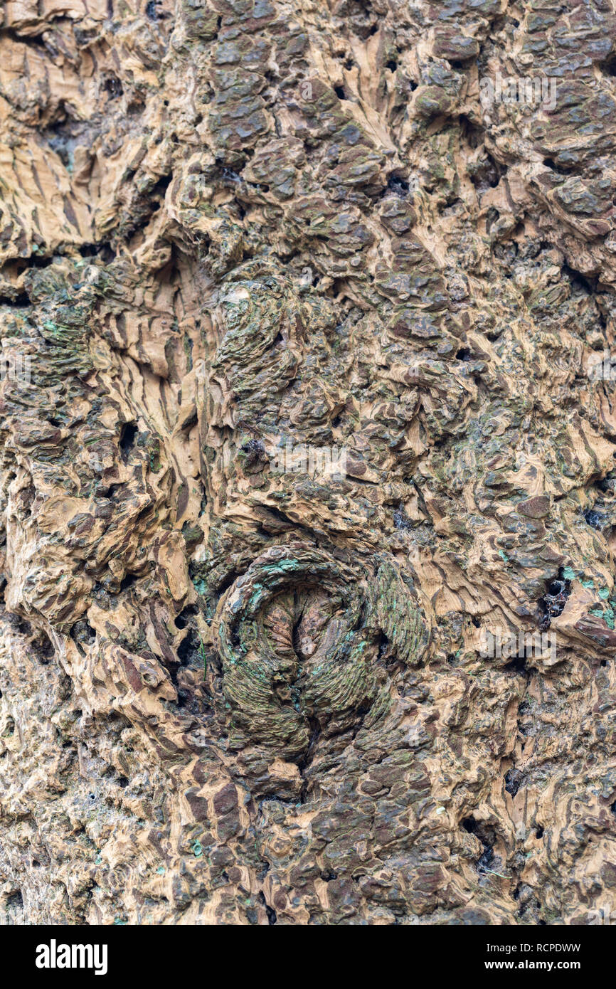 Flammable tree hi-res stock photography and images - Alamy