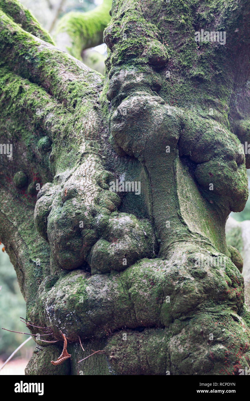 Trunk Unusual Green High Resolution Stock Photography and Images - Alamy