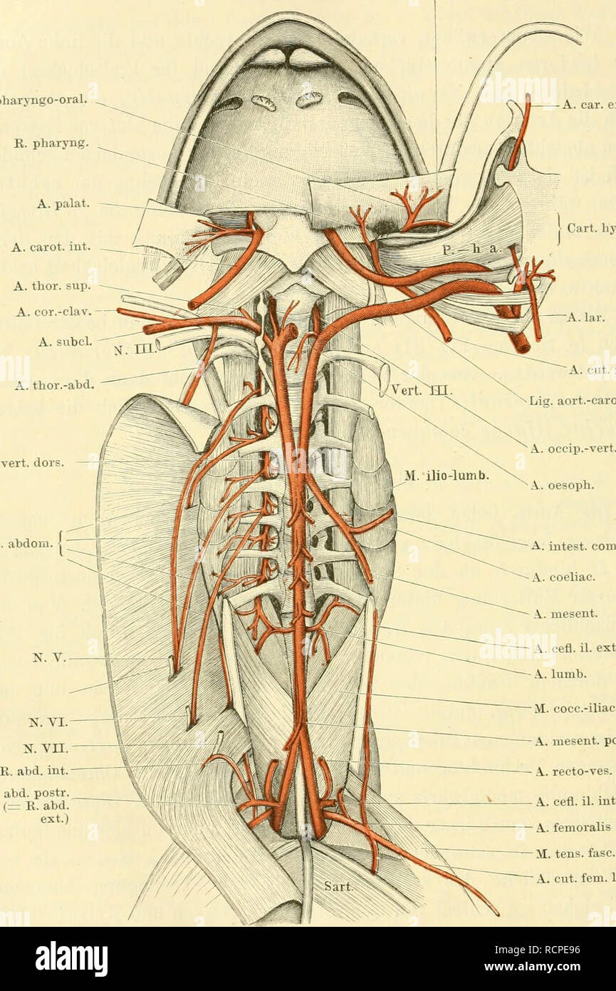 Rachen anatomie hi-res stock photography and images - Alamy