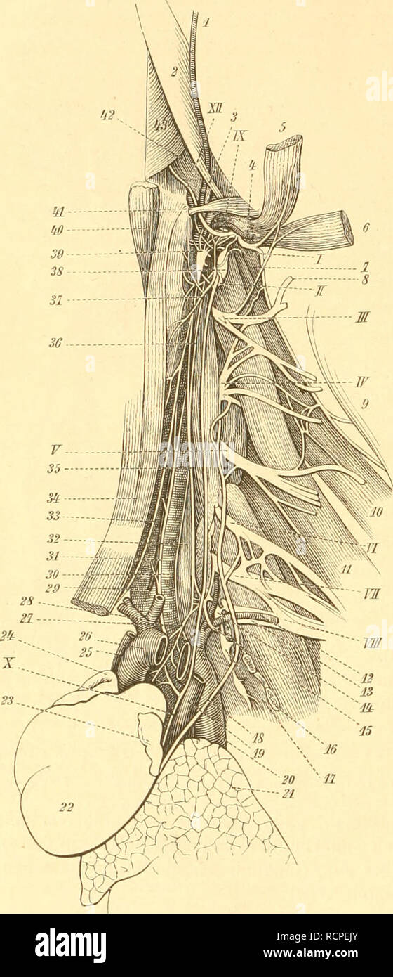 Sympathisches ganglion hi-res stock photography and images - Alamy