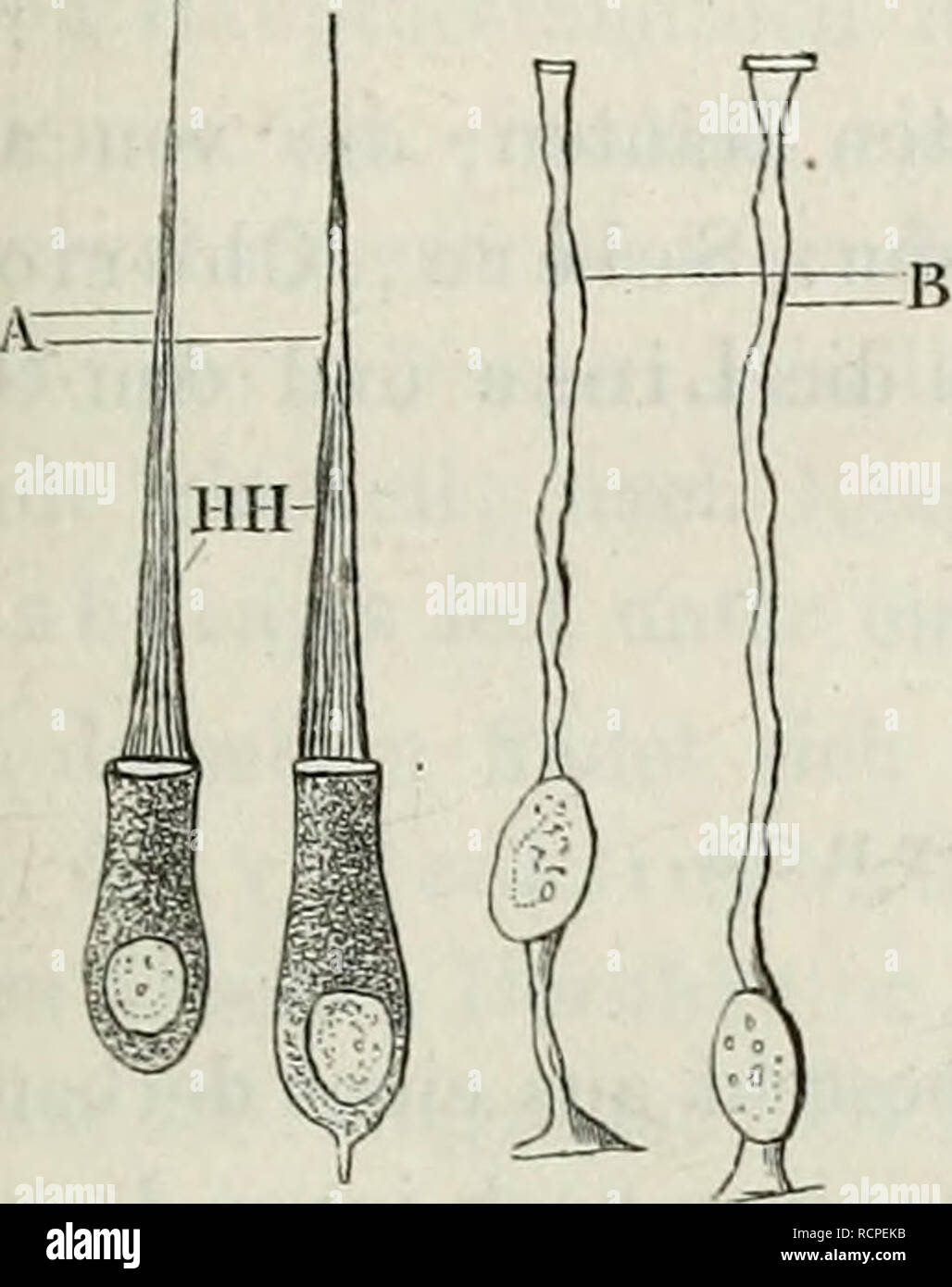 Haar anatomie hi-res stock photography and images - Alamy