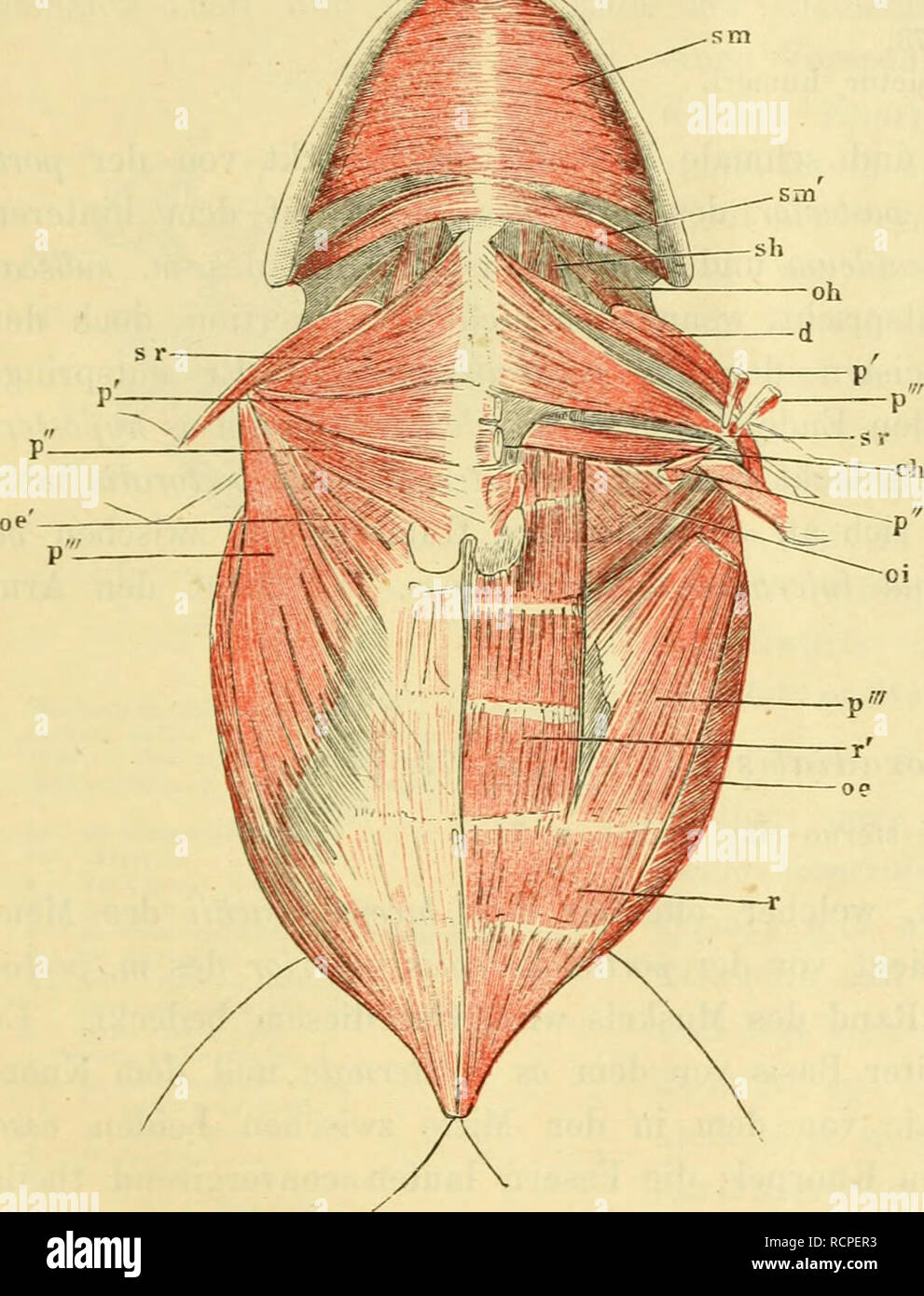 Brustmuskeln hi-res stock photography and images - Alamy