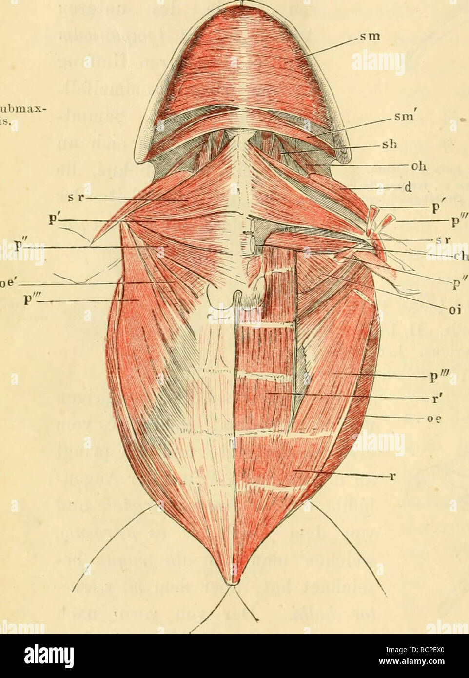 Mund anatomie hi-res stock photography and images - Alamy