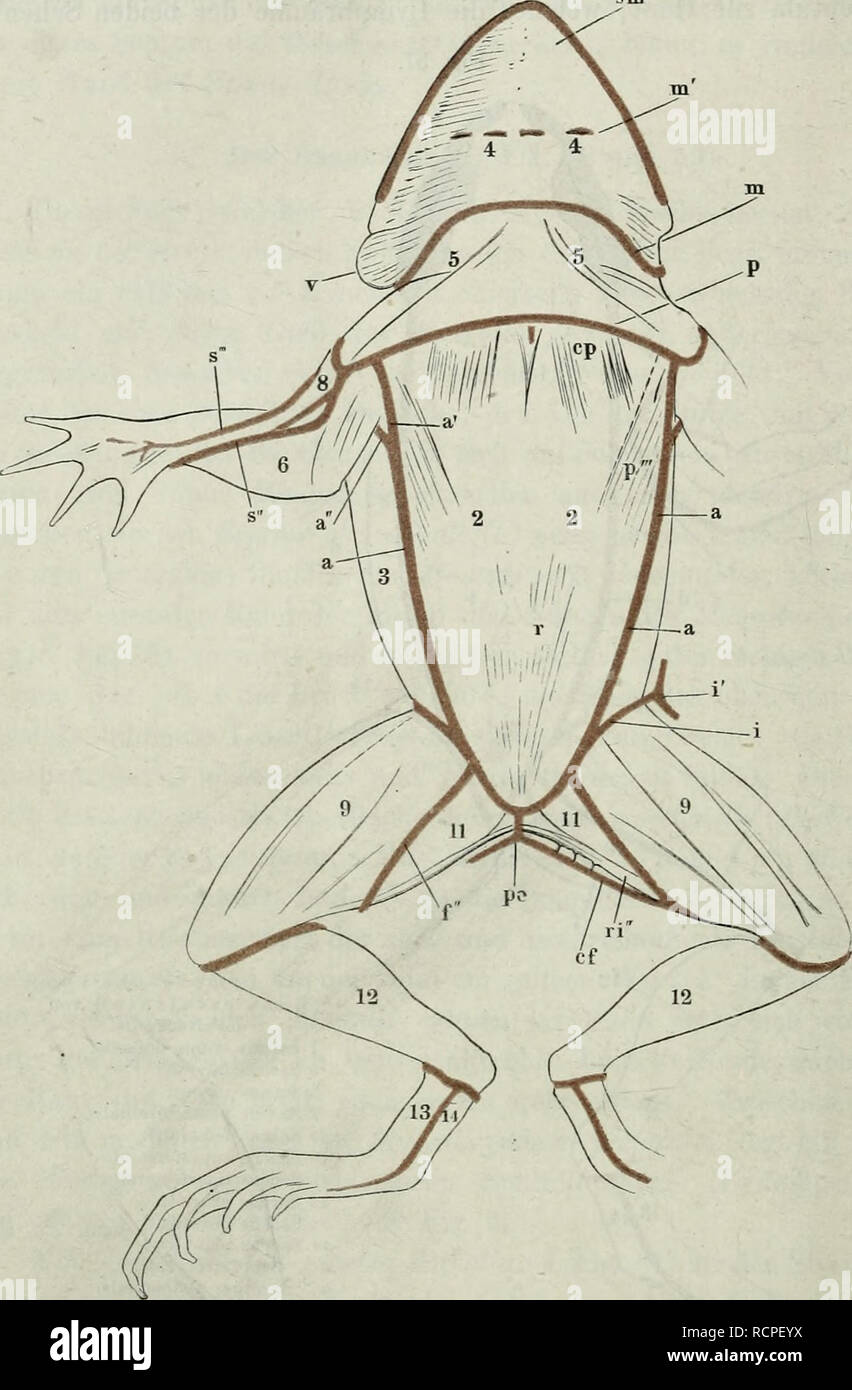 M rectus lateralis hi-res stock photography and images - Alamy