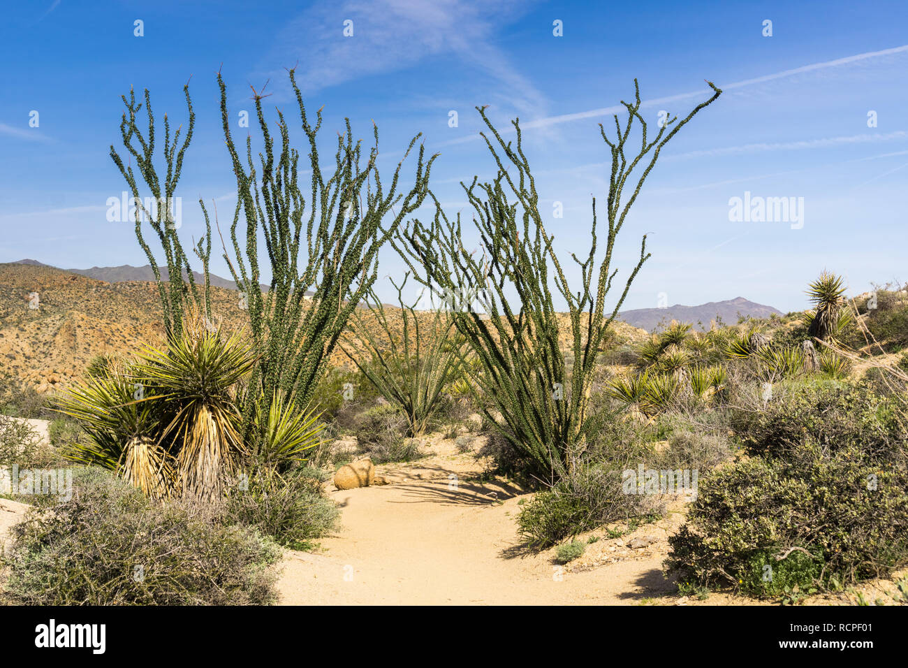 Ocotillo (Fouquieria splendens) plants bordering a hiking trail, Joshua ...