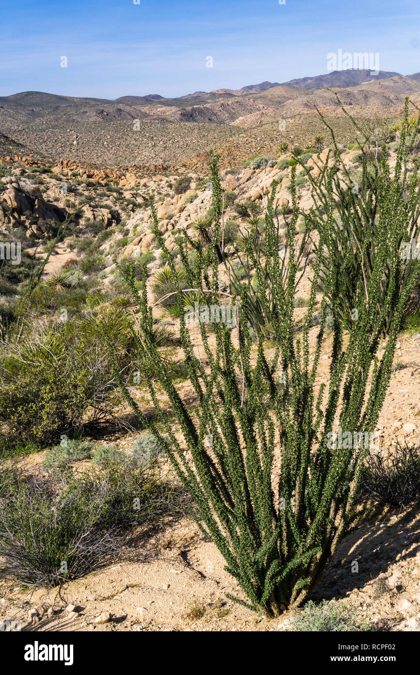 Ocotillo (Fouquieria splendens) plant, Joshua Tree National Park ...