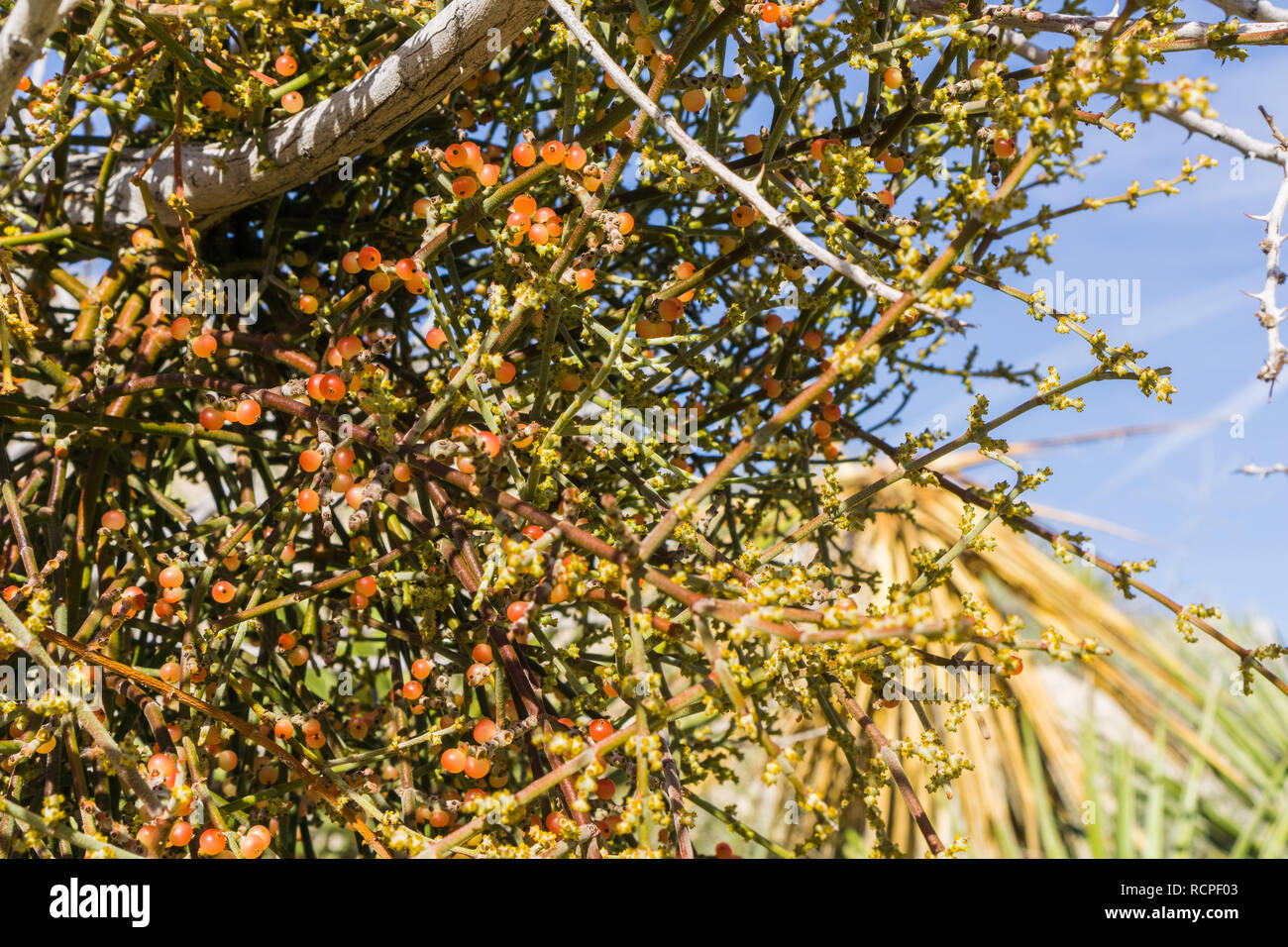 Desert mistletoe (Phoradendron californicum) growing in a shrub in ...
