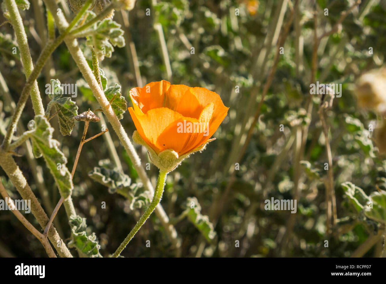 Desert Globemallow (Sphaeralcea ambigua) blooming in Joshua Tree ...