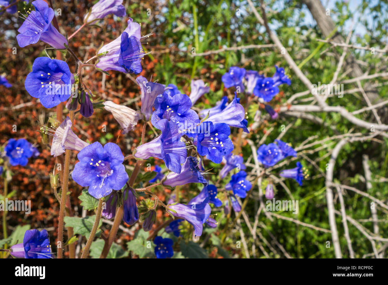 Desert bells (Phacelia campanularia) flowers, Joshua tree national park ...