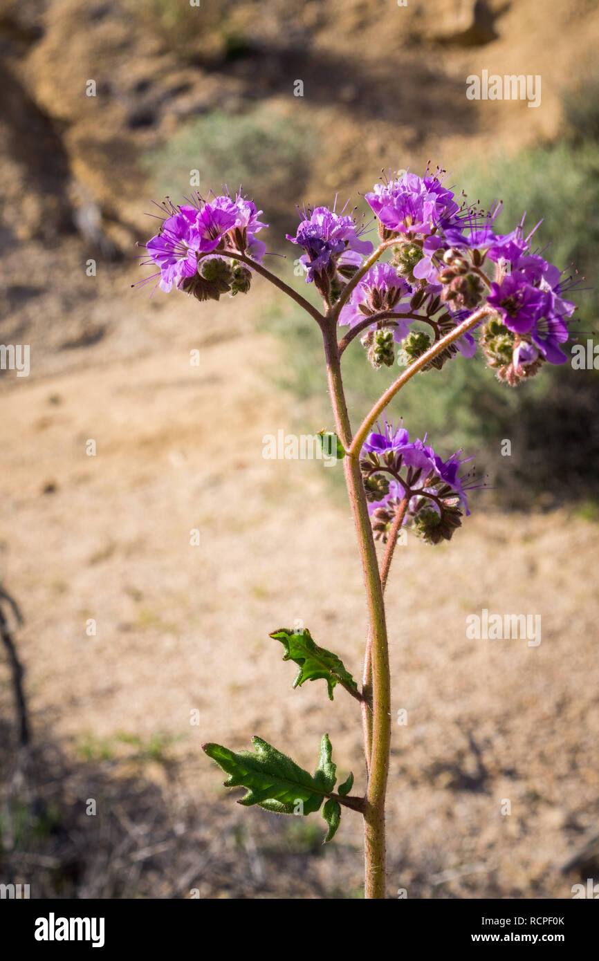 Notch-leaf scorpion-weed (Phacelia crenulata) blooming in Joshua Tree ...
