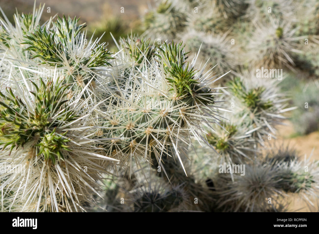 Silver cholla cactus hi-res stock photography and images - Alamy