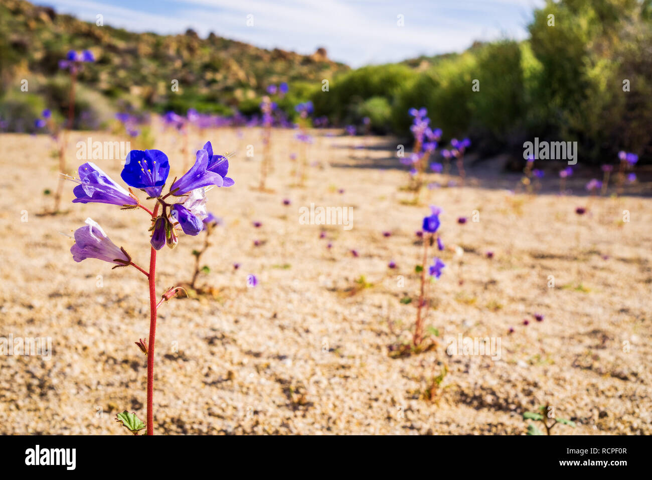 Desert bells (Phacelia campanularia) flowers, Joshua tree national park ...