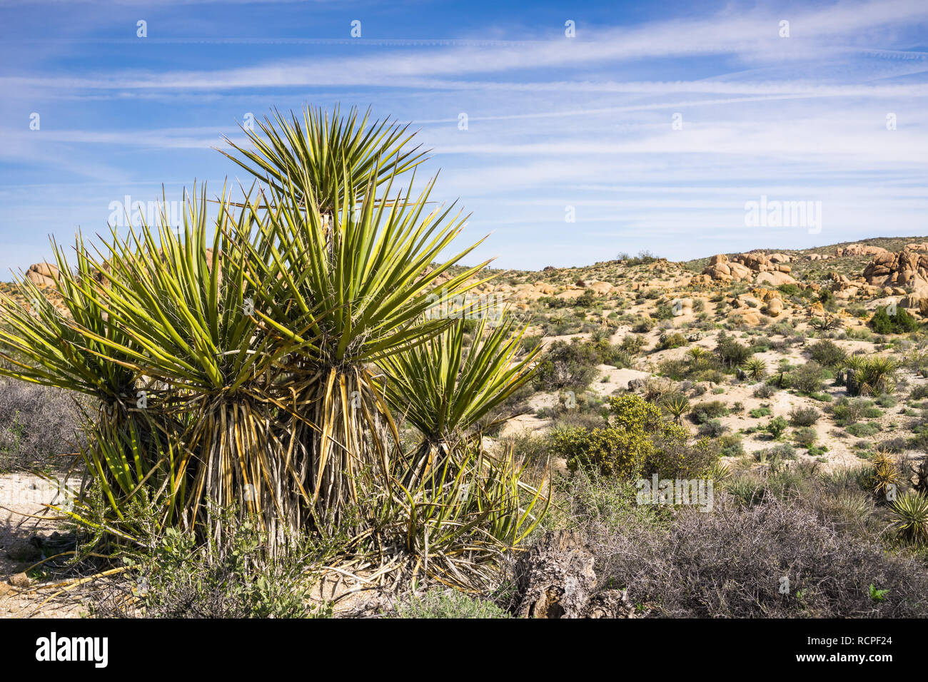 Mojave Yucca (Yucca schidigera), Joshua Tree National Park, California ...